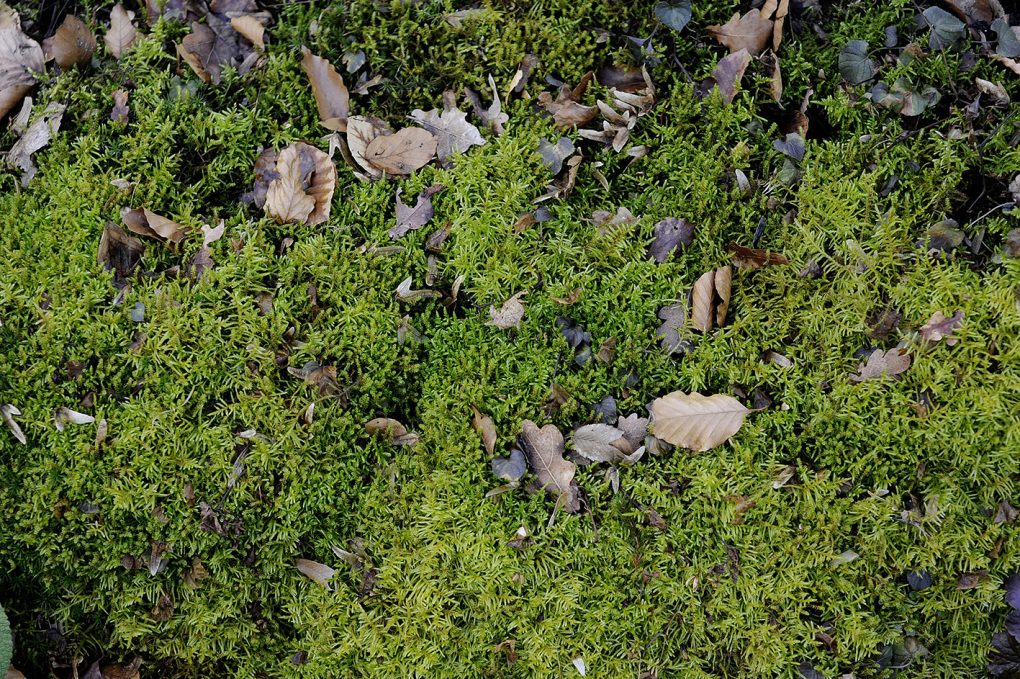 Peter Janke Gartenkonzepte – Gartenplanung, Staudengärtnerei, Floristik