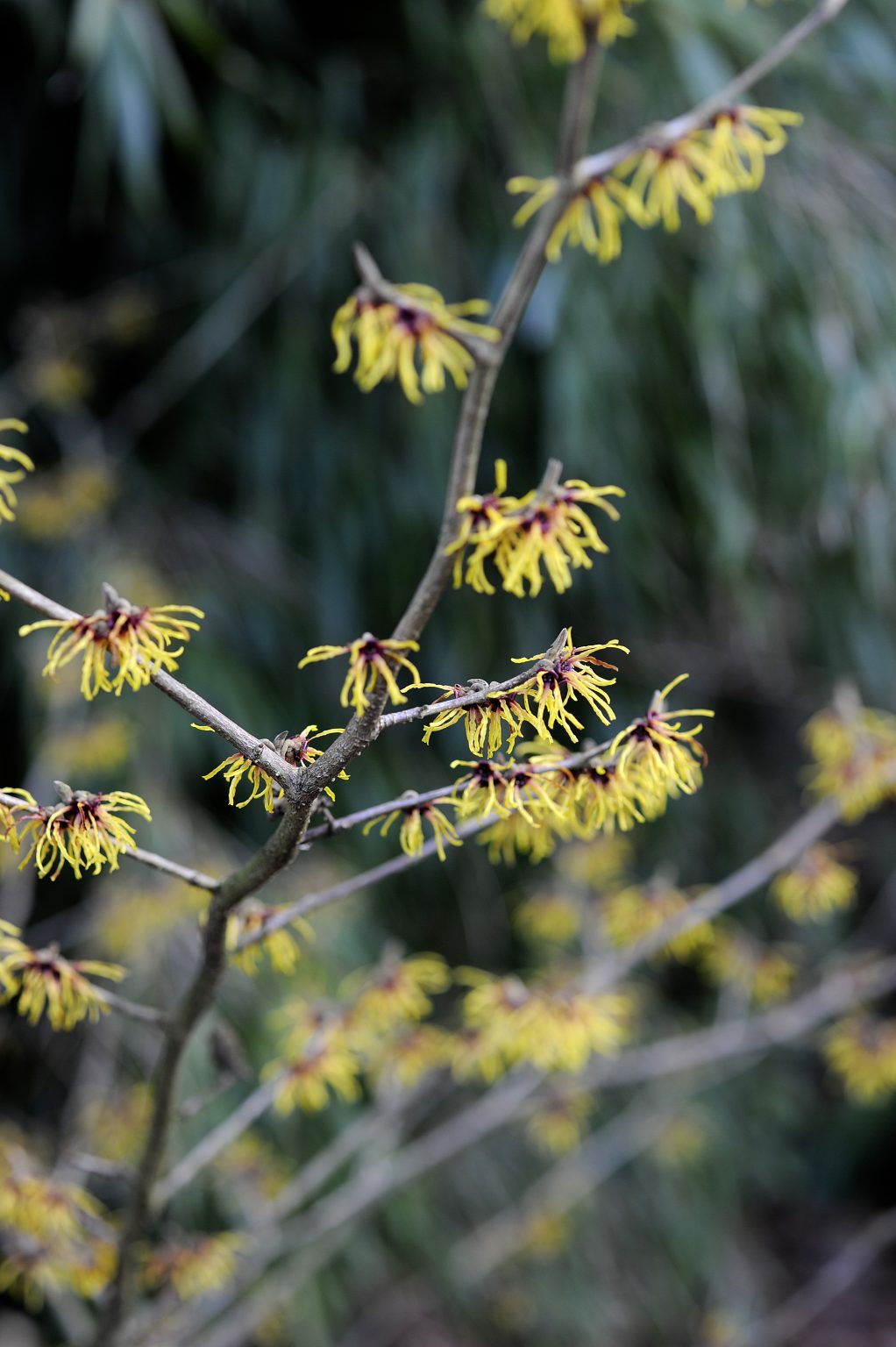 Peter Janke Gartenkonzepte – Gartenplanung, Staudengärtnerei, Floristik