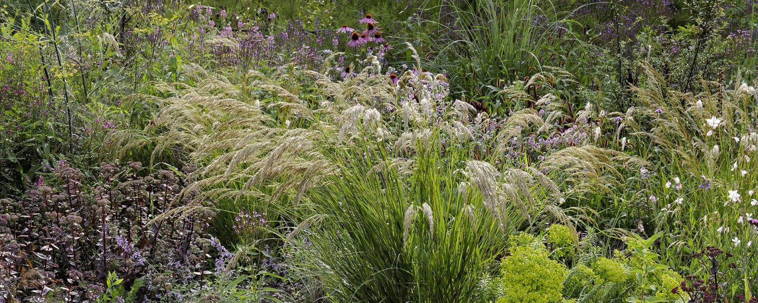 Plants – Peter Janke Gartenkonzepte