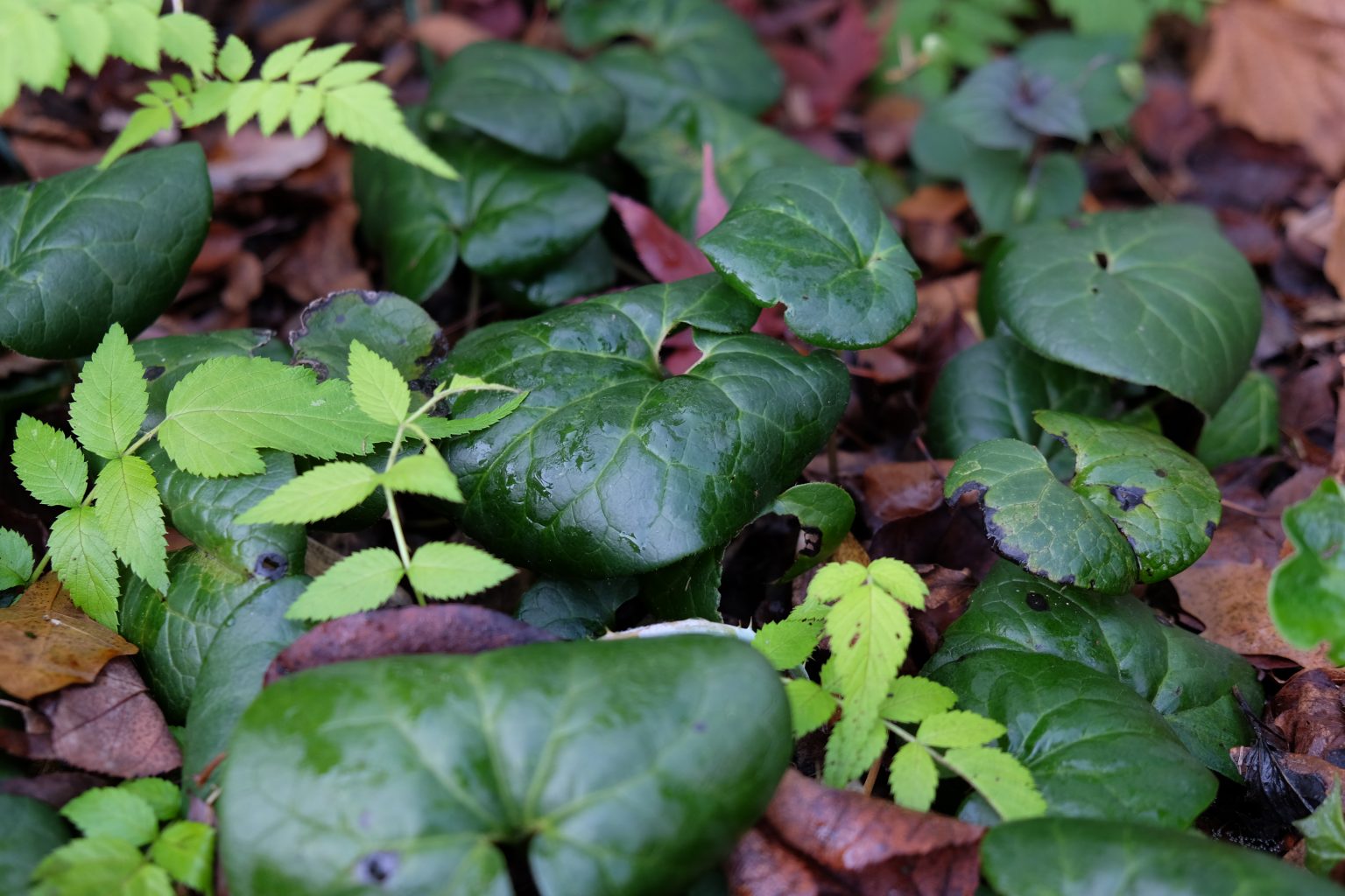 Peter Janke Gartenkonzepte – Gartenplanung, Staudengärtnerei, Floristik
