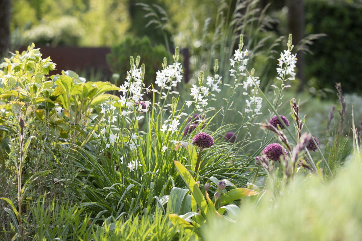 Garden Design – Peter Janke Gartenkonzepte