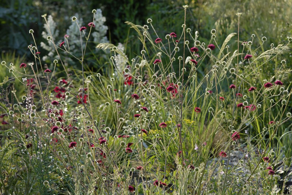 Peter Janke Gartenkonzepte – Gartenplanung, Staudengärtnerei, Floristik