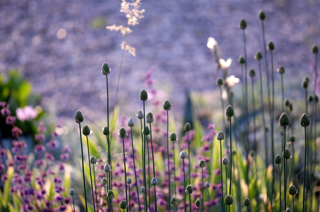 Peter Janke Gartenkonzepte – Gartenplanung, Staudengärtnerei, Floristik