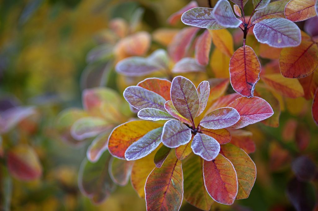 Bücher – Peter Janke Gartenkonzepte