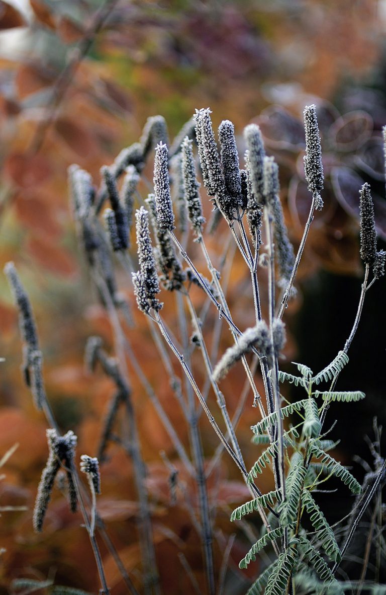 Bücher – Peter Janke Gartenkonzepte